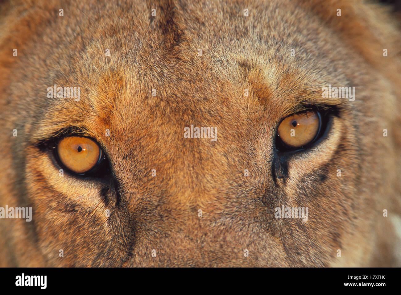 African Lion (Panthera leo) male eyes, South Africa Stock Photo - Alamy