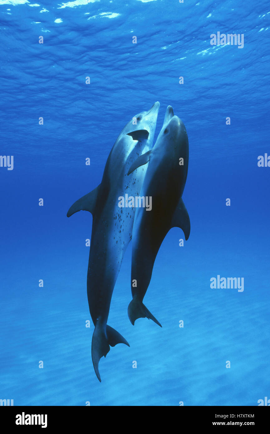Atlantic Spotted Dolphin (Stenella frontalis) with juvenile, Bahamas ...