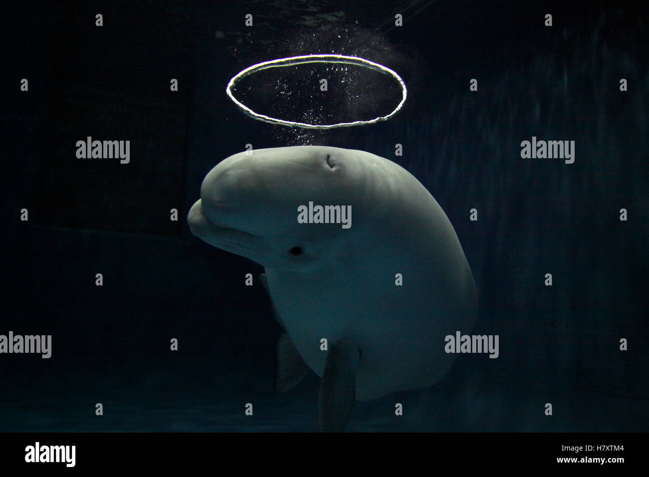 Beluga (Delphinapterus leucas) blowing toroidal bubble ring, Vancouver ...