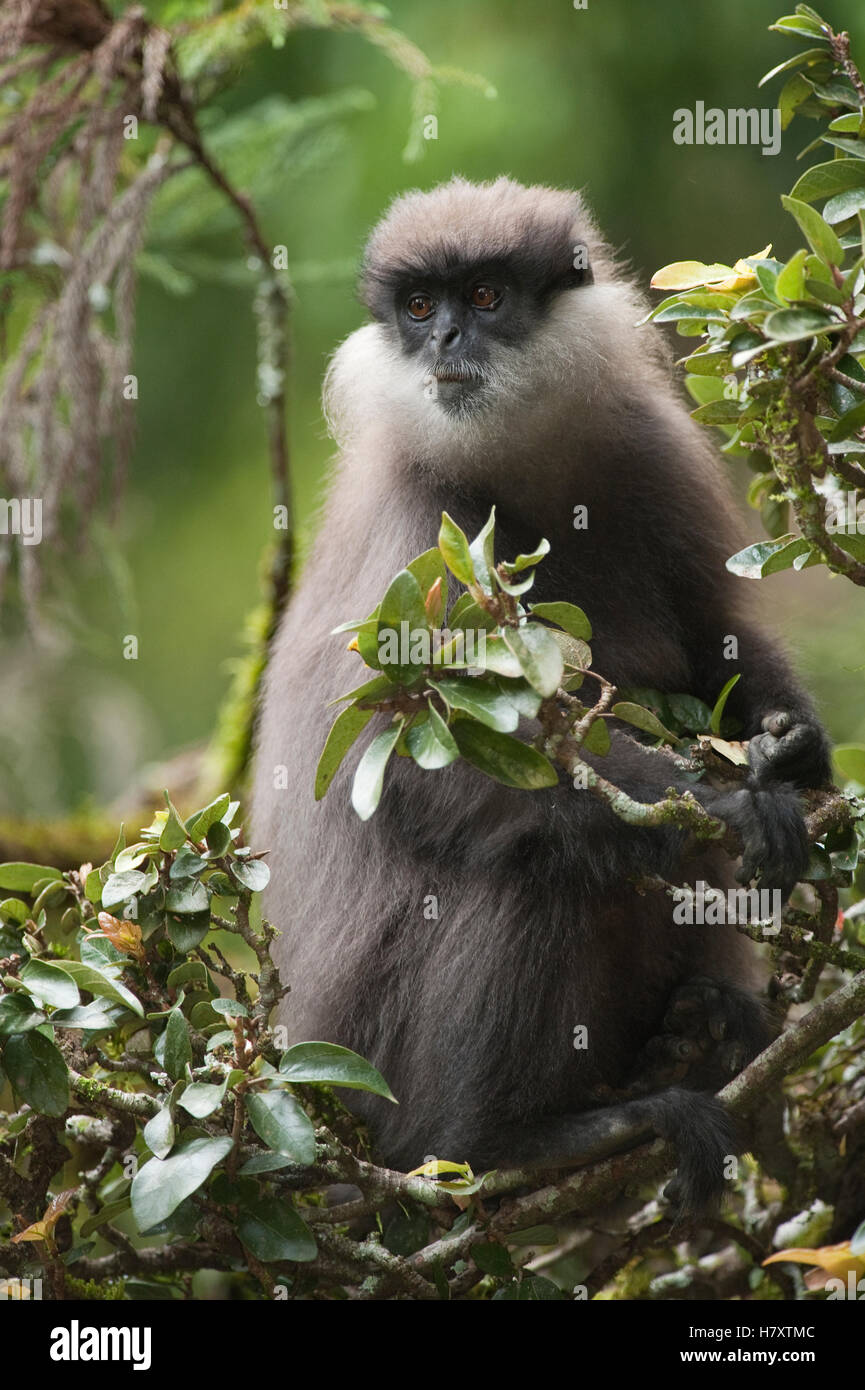 Purple-faced Langur (Trachypithecus vetulus), highlands near Nuwara ...