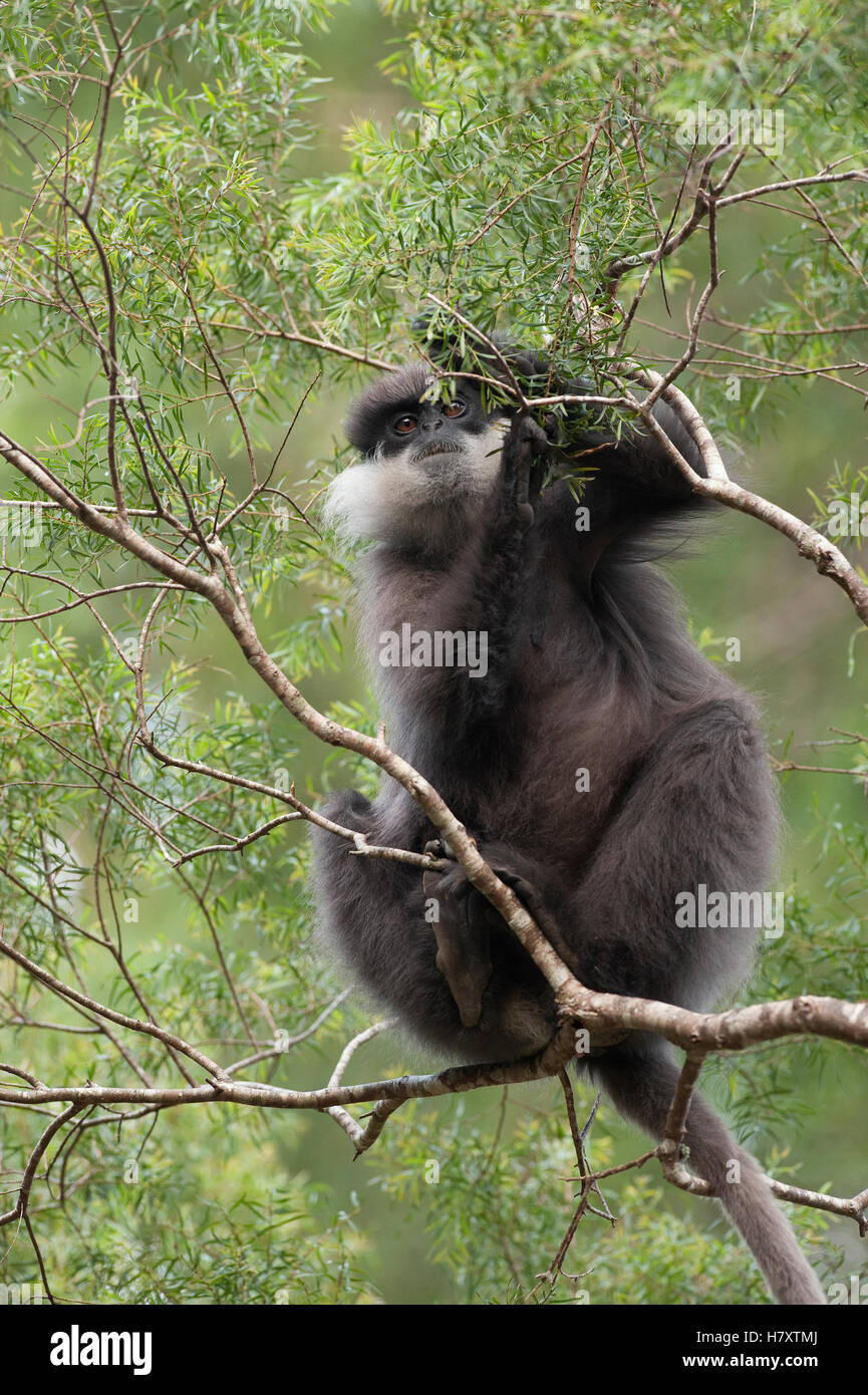 Purple-faced Langur (Trachypithecus vetulus) foraging, highlands near ...