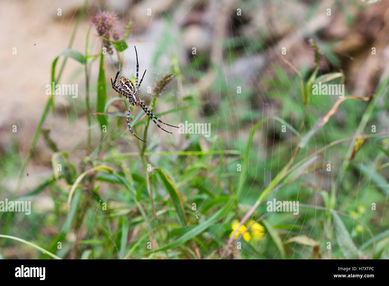 Tiger spider (Scytodes globula) resting in web Stock Photo - Alamy