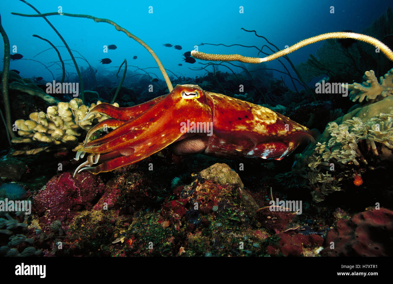 Cuttlefish (Sepia sp) in coral reef, Papua New Guinea Stock Photo - Alamy
