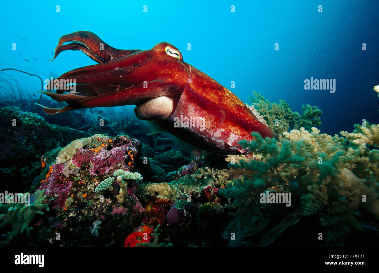 Cuttlefish (Sepia sp) in coral reef, Papua New Guinea Stock Photo - Alamy