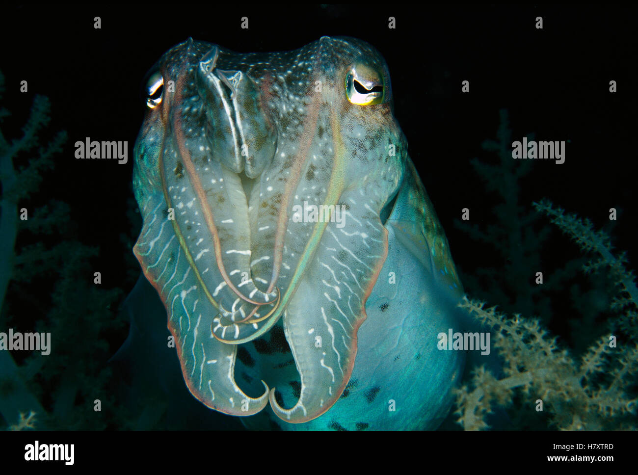 Cuttlefish (Sepia sp), Solomon Islands Stock Photo - Alamy