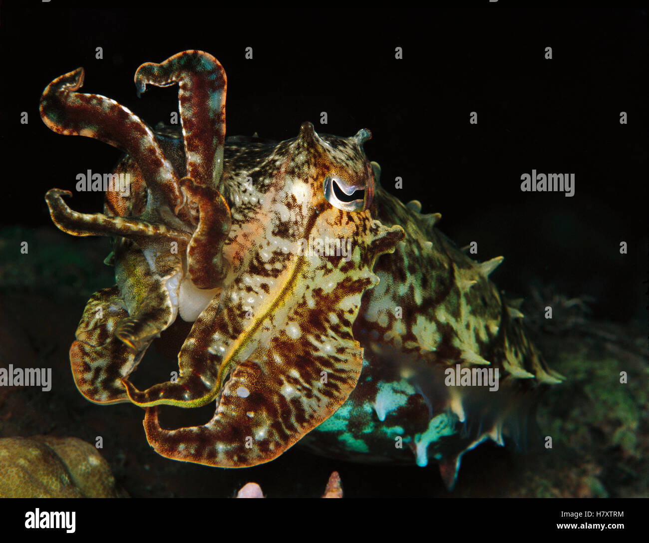 Cuttlefish (Sepia sp) displaying, Solomon Islands Stock Photo - Alamy