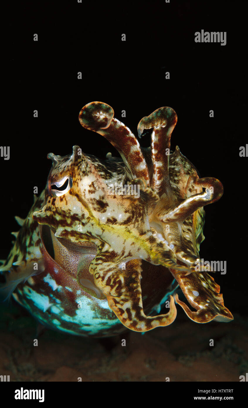 Cuttlefish (Sepia sp) displaying, Solomon Islands Stock Photo - Alamy