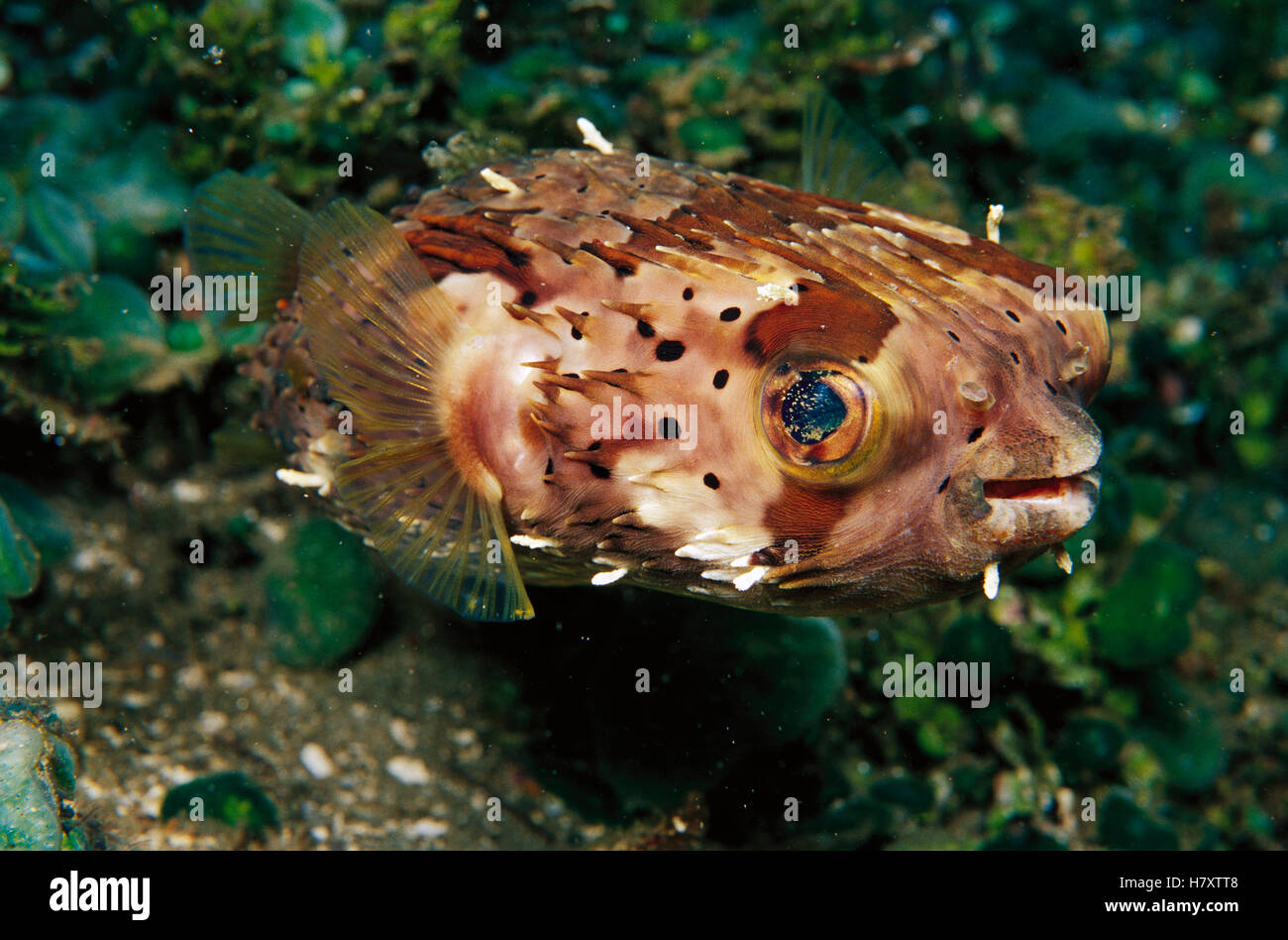 Porcupinefish (Diodon sp), Indonesia Stock Photo - Alamy