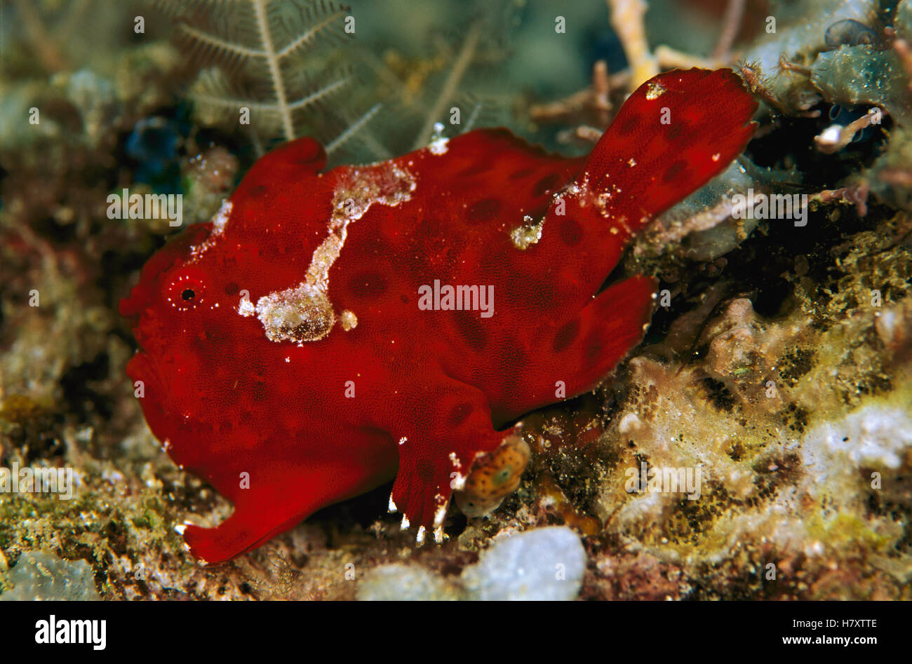 Frogfish (Antennarius sp), Indonesia Stock Photo - Alamy