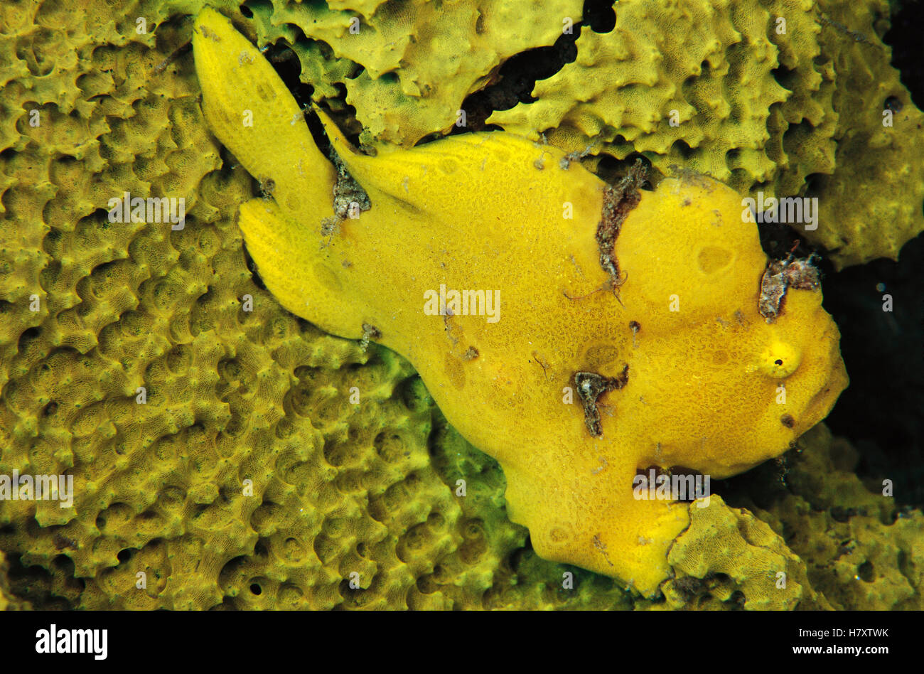 Frogfish (Antennarius sp) camouflaged on hard coral, Papua New Guinea ...