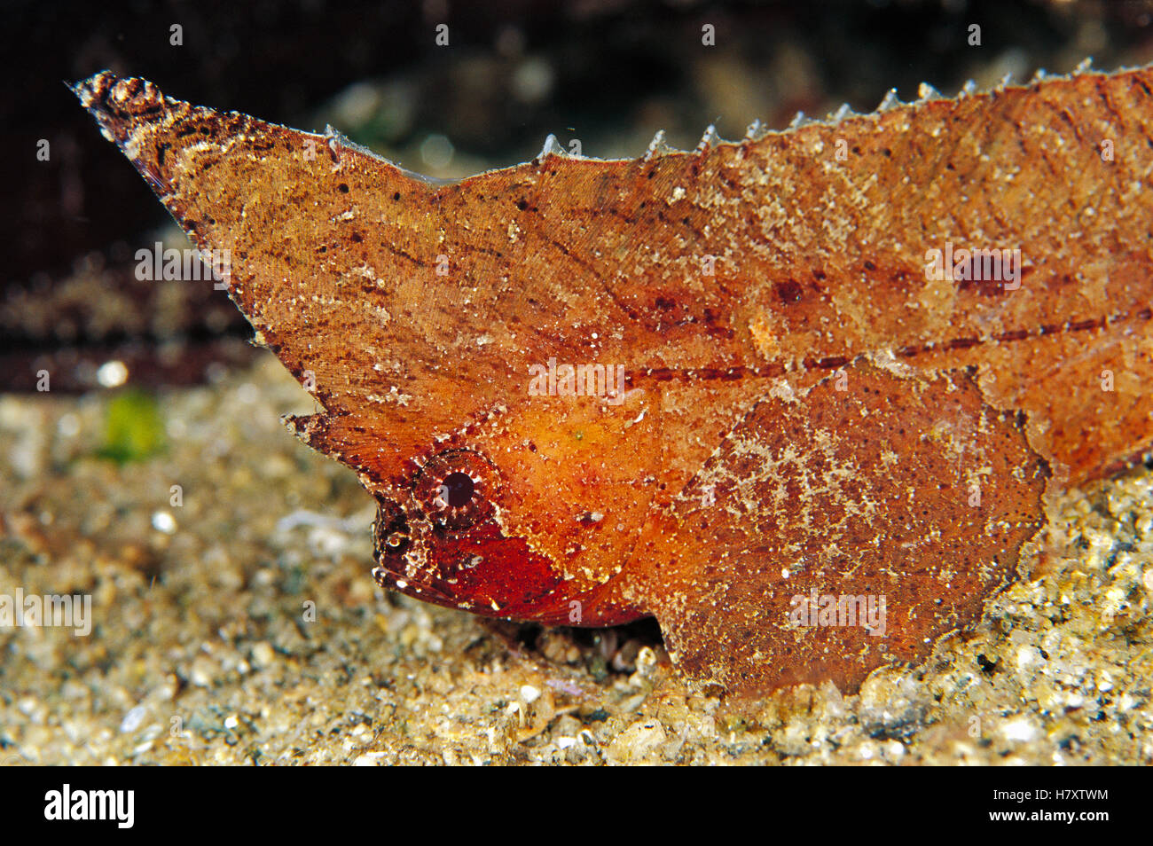 Wasp Fish (Ablabys sp), Indonesia Stock Photo - Alamy