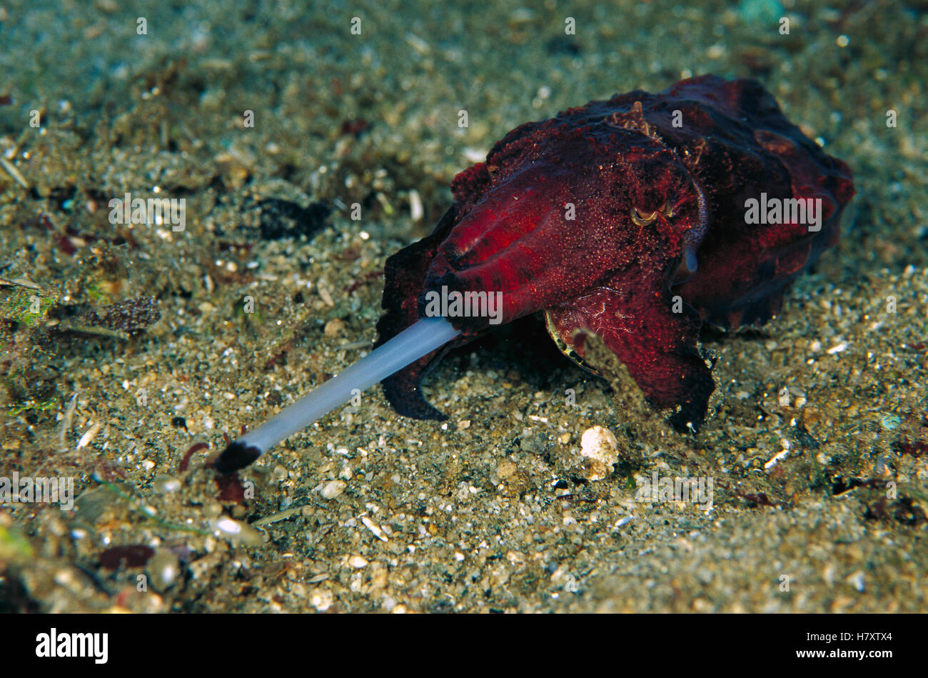 Cuttlefish (Sepia sp) fishing with its feeding tentacle, Papua New ...