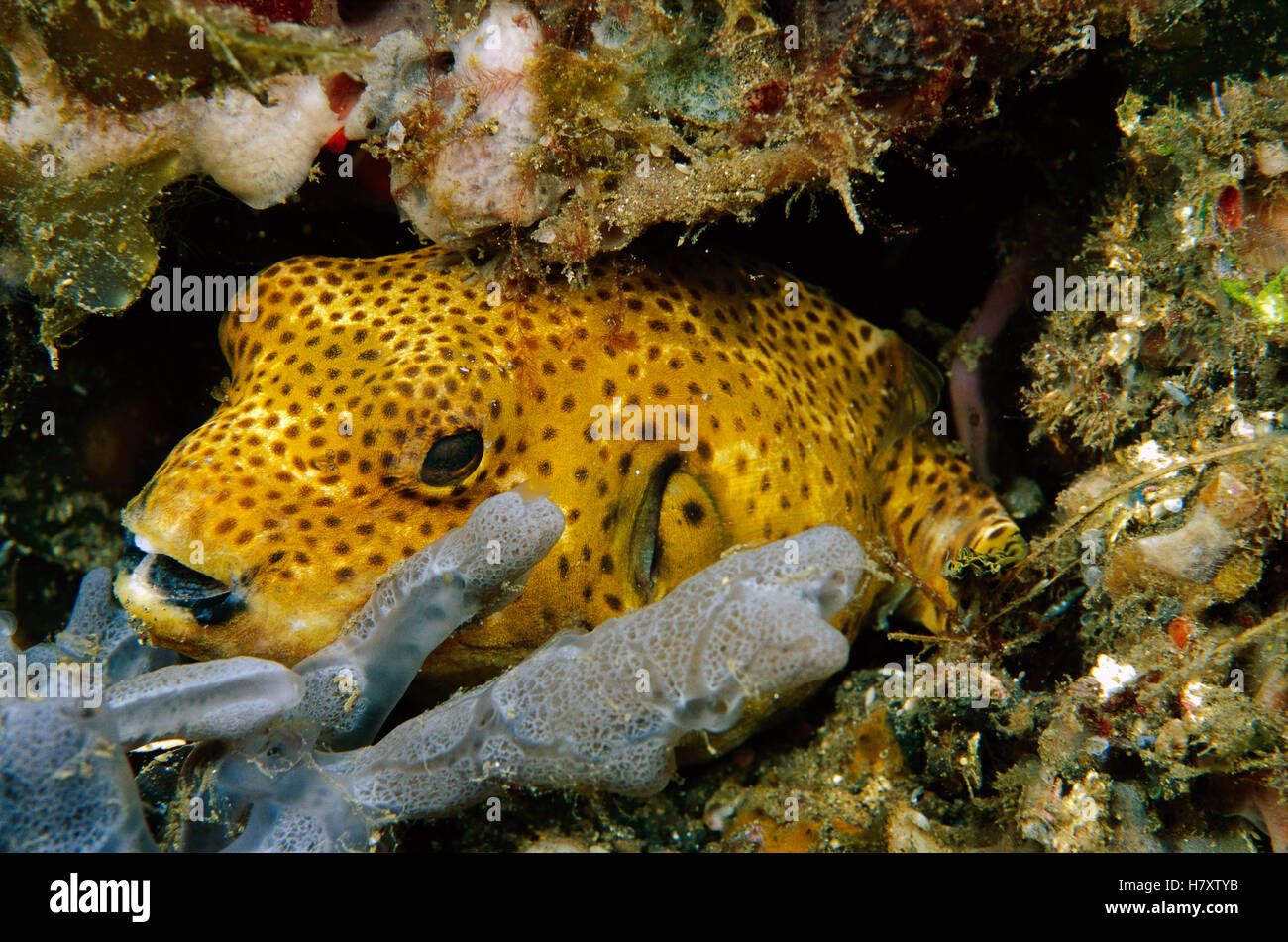 Fat Puffer (Arothron sp), Indonesia Stock Photo - Alamy