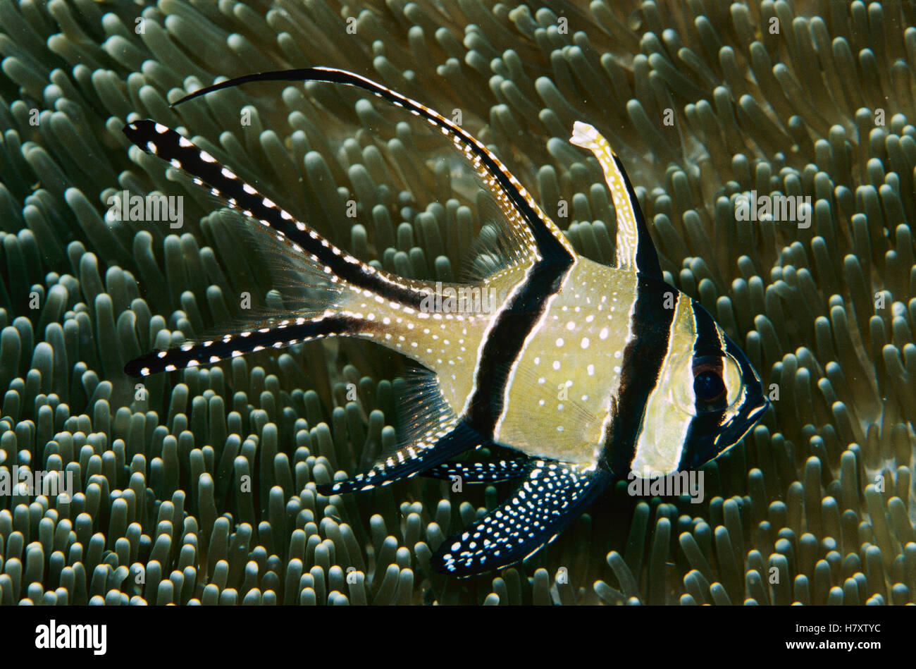 Cardinalfish (Apogon sp), Indonesia Stock Photo - Alamy