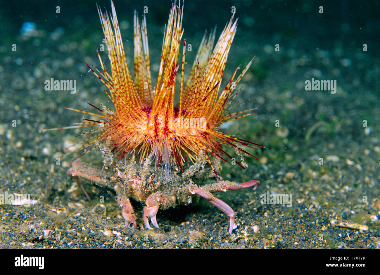 Radiant Sea Urchin (Astropyga radiata) on Decorator Crab (Camposcia ...