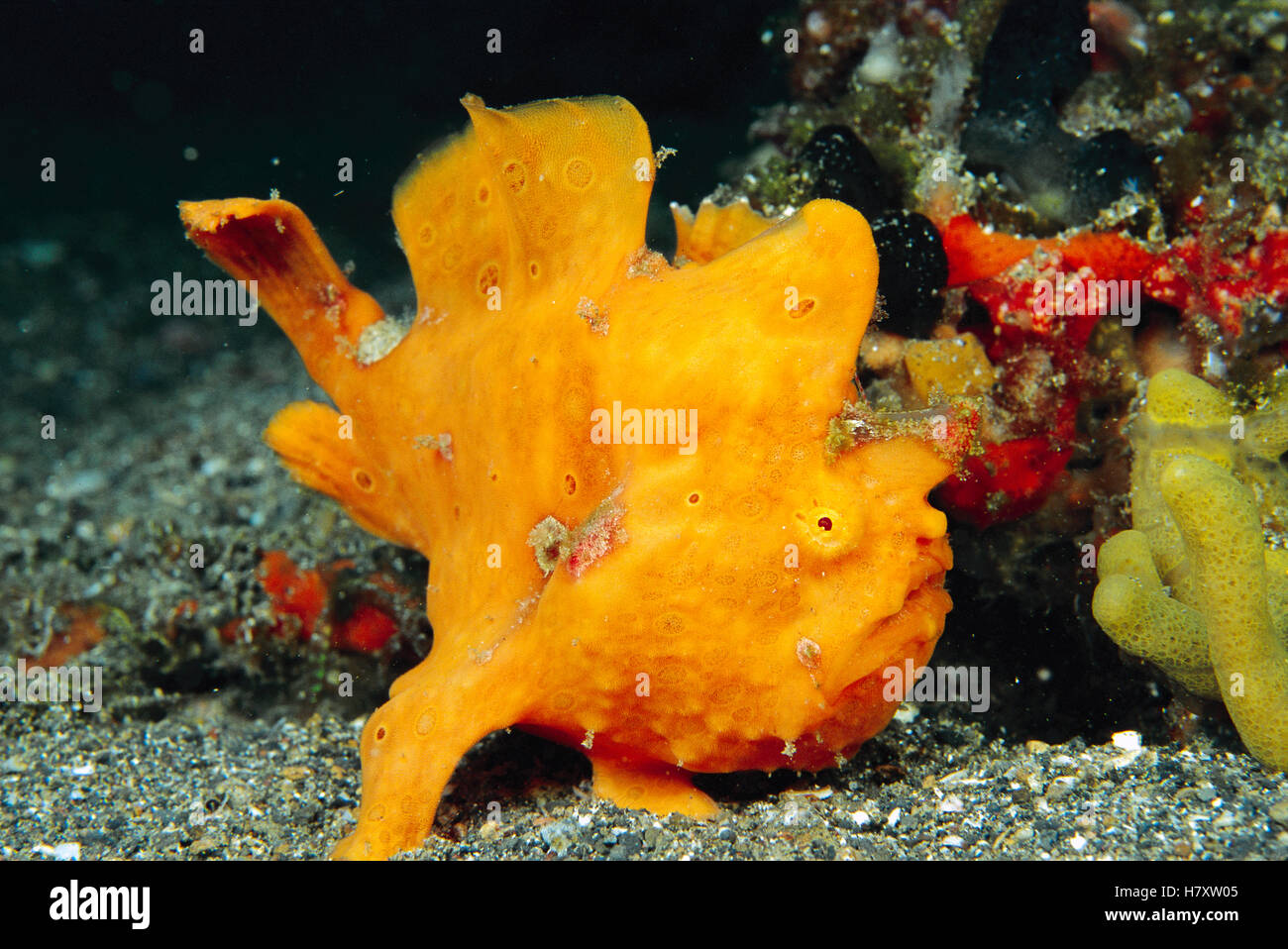 Frogfish (Antennarius sp), Indonesia Stock Photo - Alamy