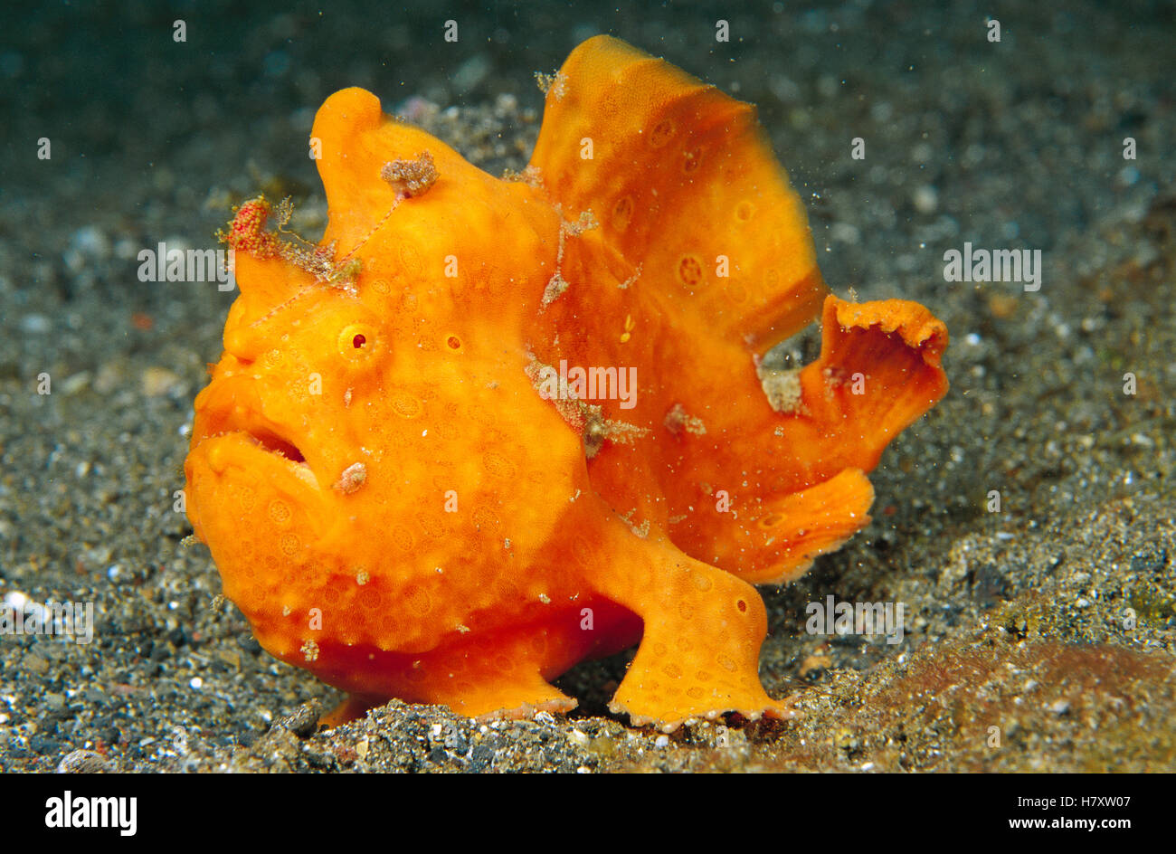 Frogfish (Antennarius sp), Indonesia Stock Photo - Alamy