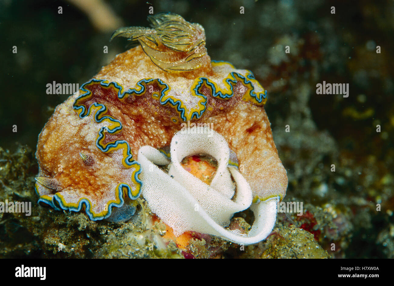 Nudibranch (Glossodoris cincta) laying eggs, Indonesia Stock Photo - Alamy