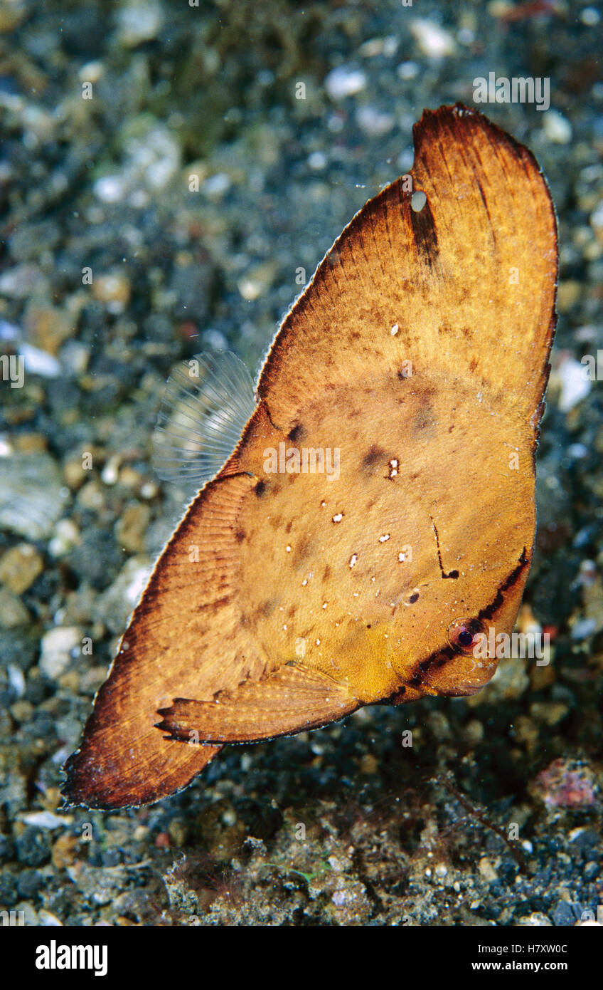 Orbiculate Batfish (Platax orbicularis) juvenile, Indonesia Stock Photo ...