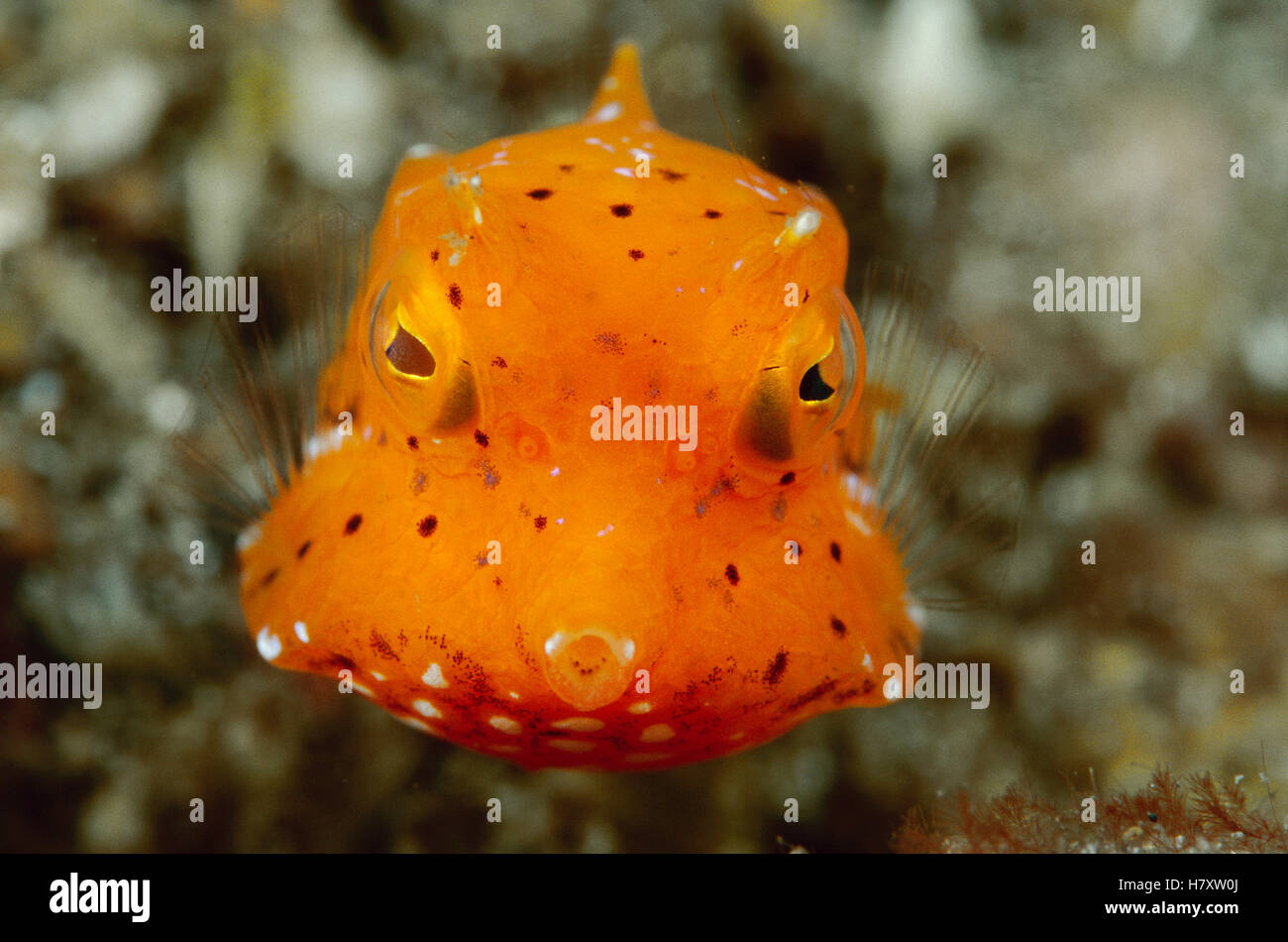Yellow Boxfish (Ostracion cubicus) juvenile, Papua New Guinea Stock ...