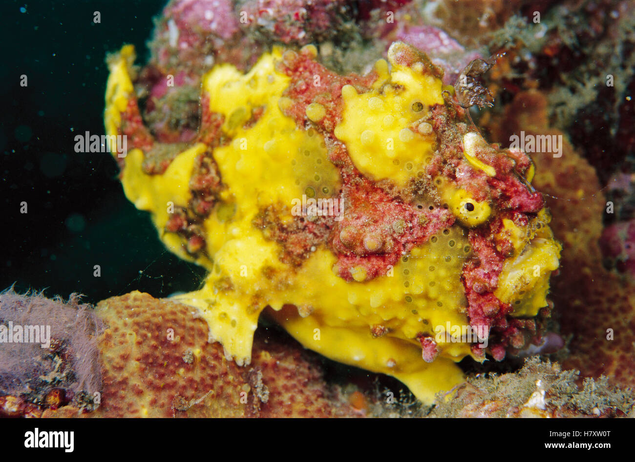 Frogfish (Antennarius sp), camouflaged in coral reef, Papua New Guinea ...