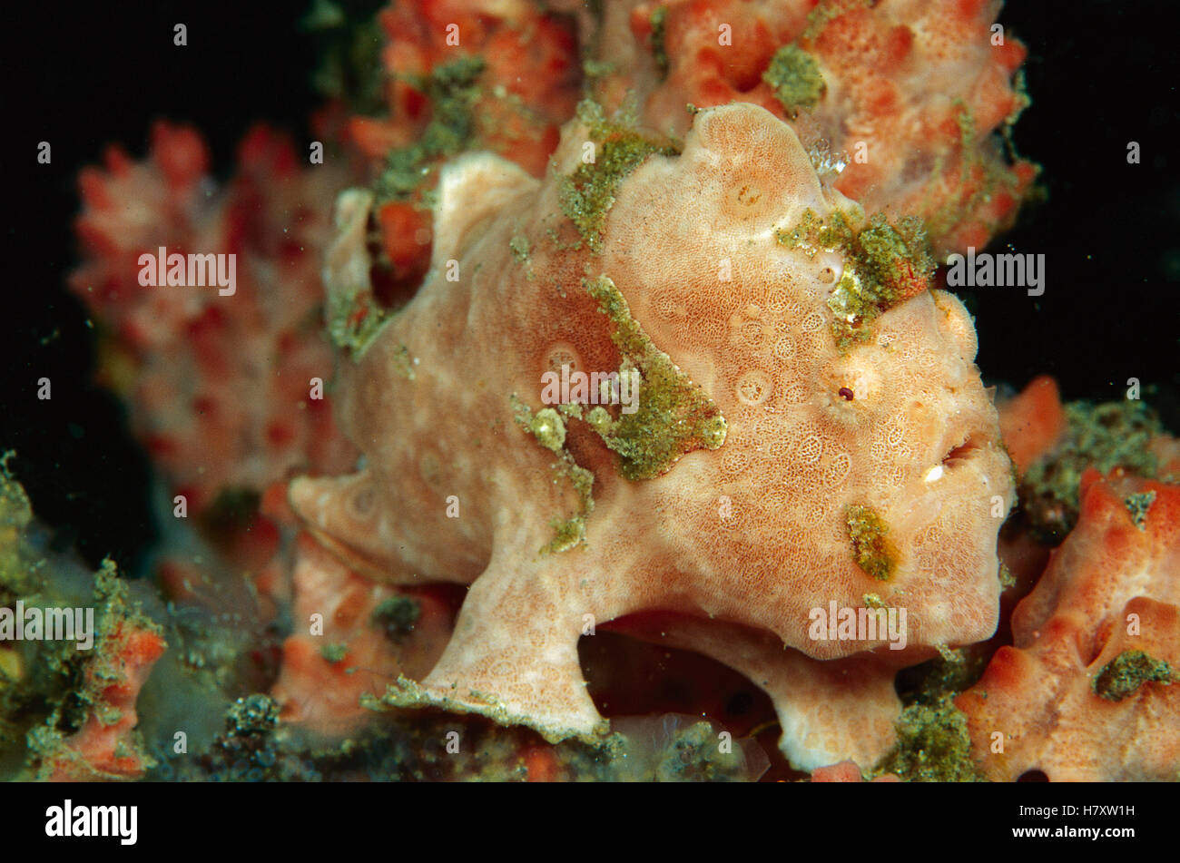 Frogfish (Antennarius sp) camouflaged in reef, Indonesia Stock Photo ...