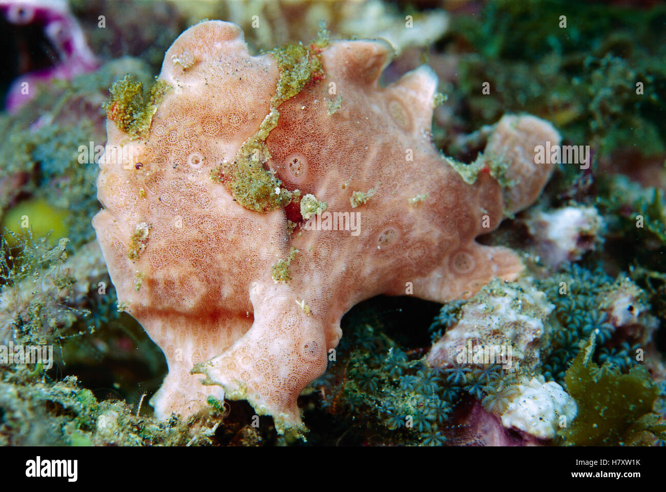 Frogfish (Antennarius sp), Indonesia Stock Photo - Alamy