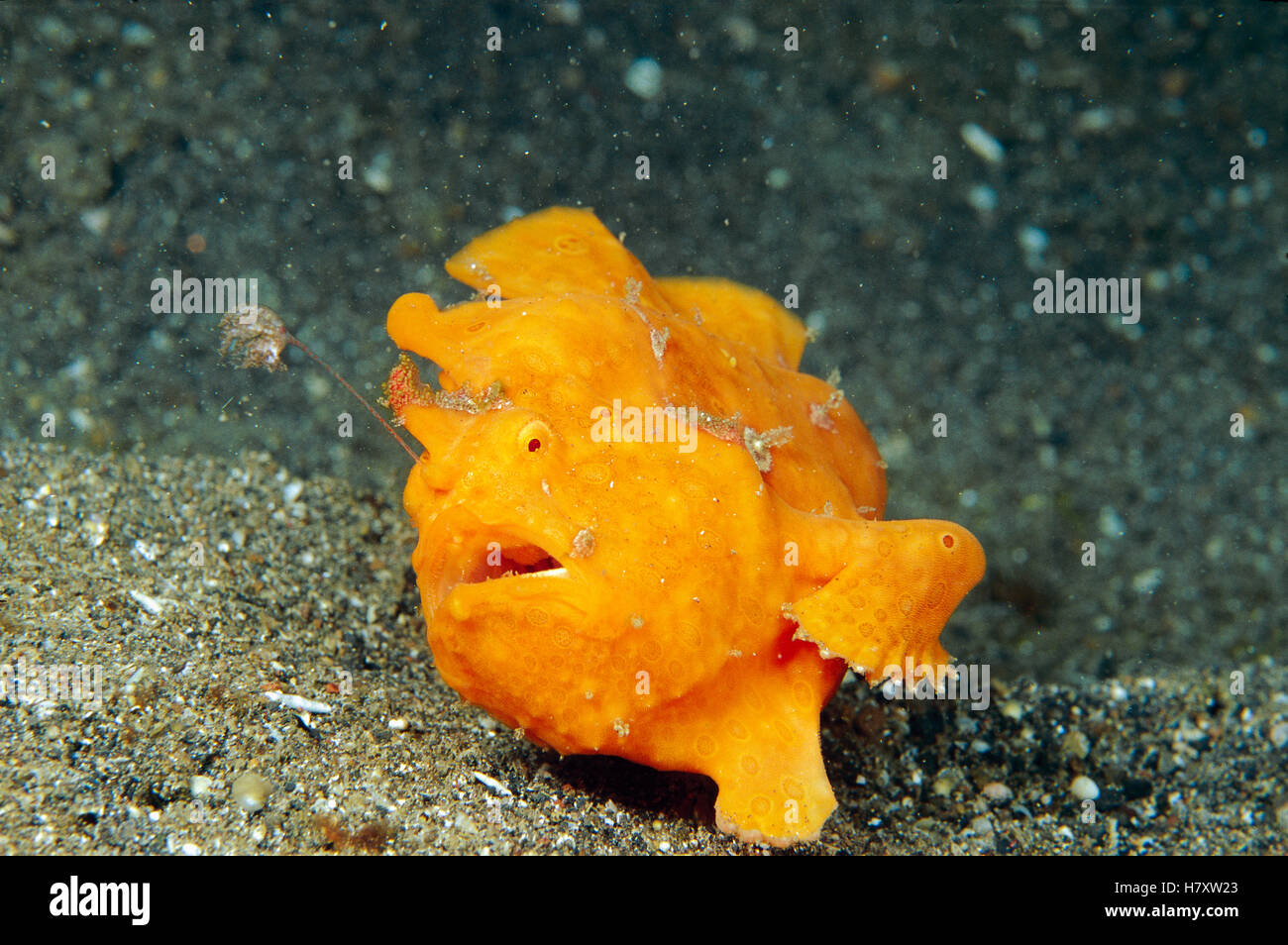 Frogfish (Antennarius sp) with lure extended, Indonesia Stock Photo - Alamy