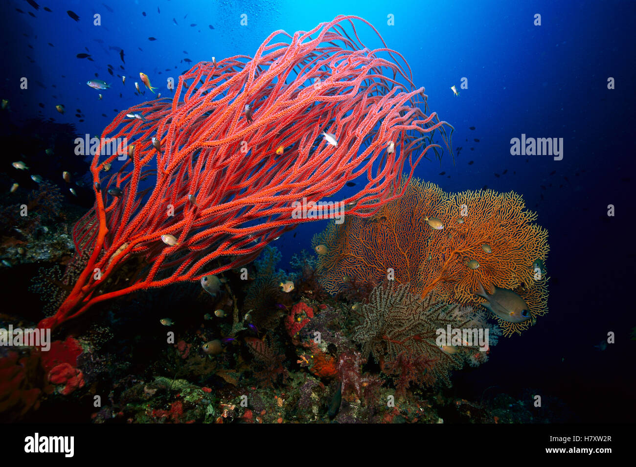 Soft coral and sea fan, Solomon Islands Stock Photo - Alamy