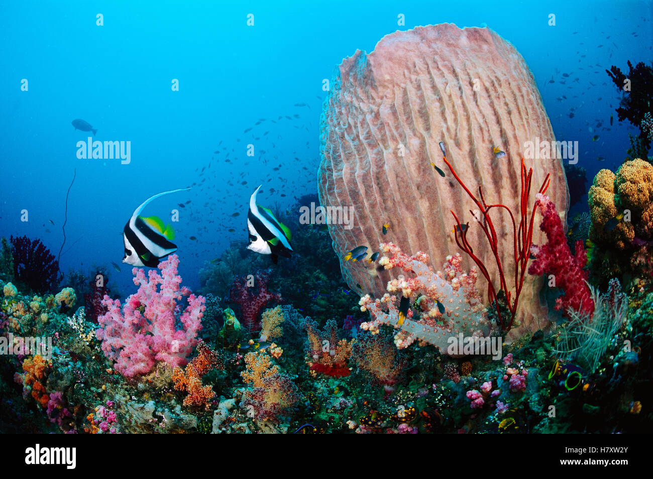 Sponge (Xestospongia sp) and Bannerfish (Heniochus diphreutes) pair ...