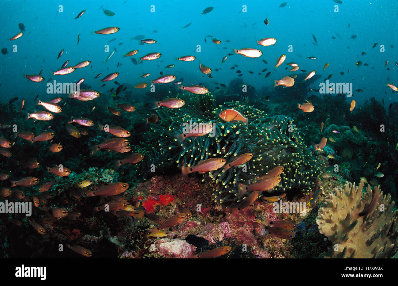 Magnificent Sea Anemone (Heteractis magnifica) and reef fish, Indonesia ...