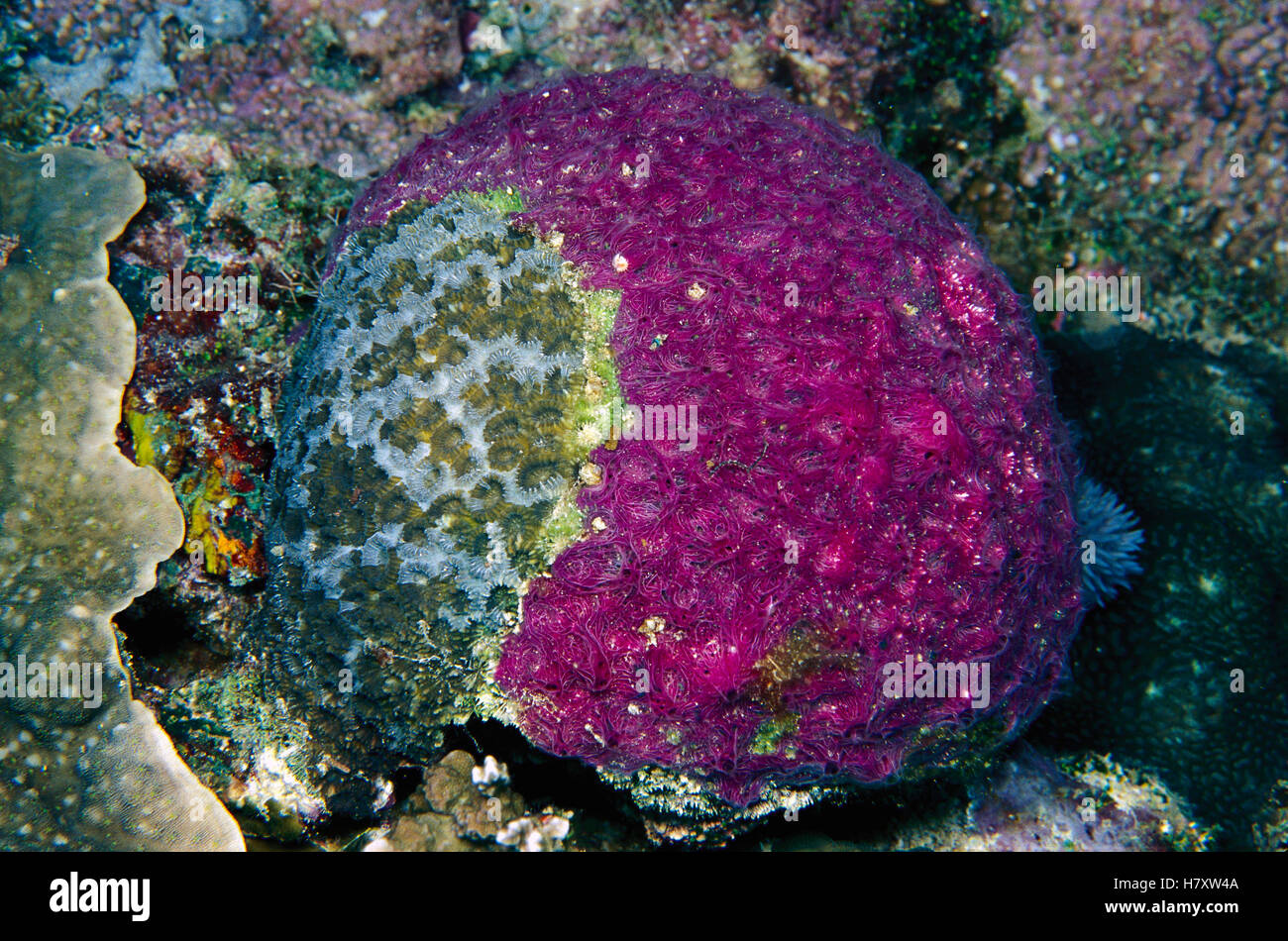 Encrusting sponge on hard coral, Solomon Islands Stock Photo - Alamy