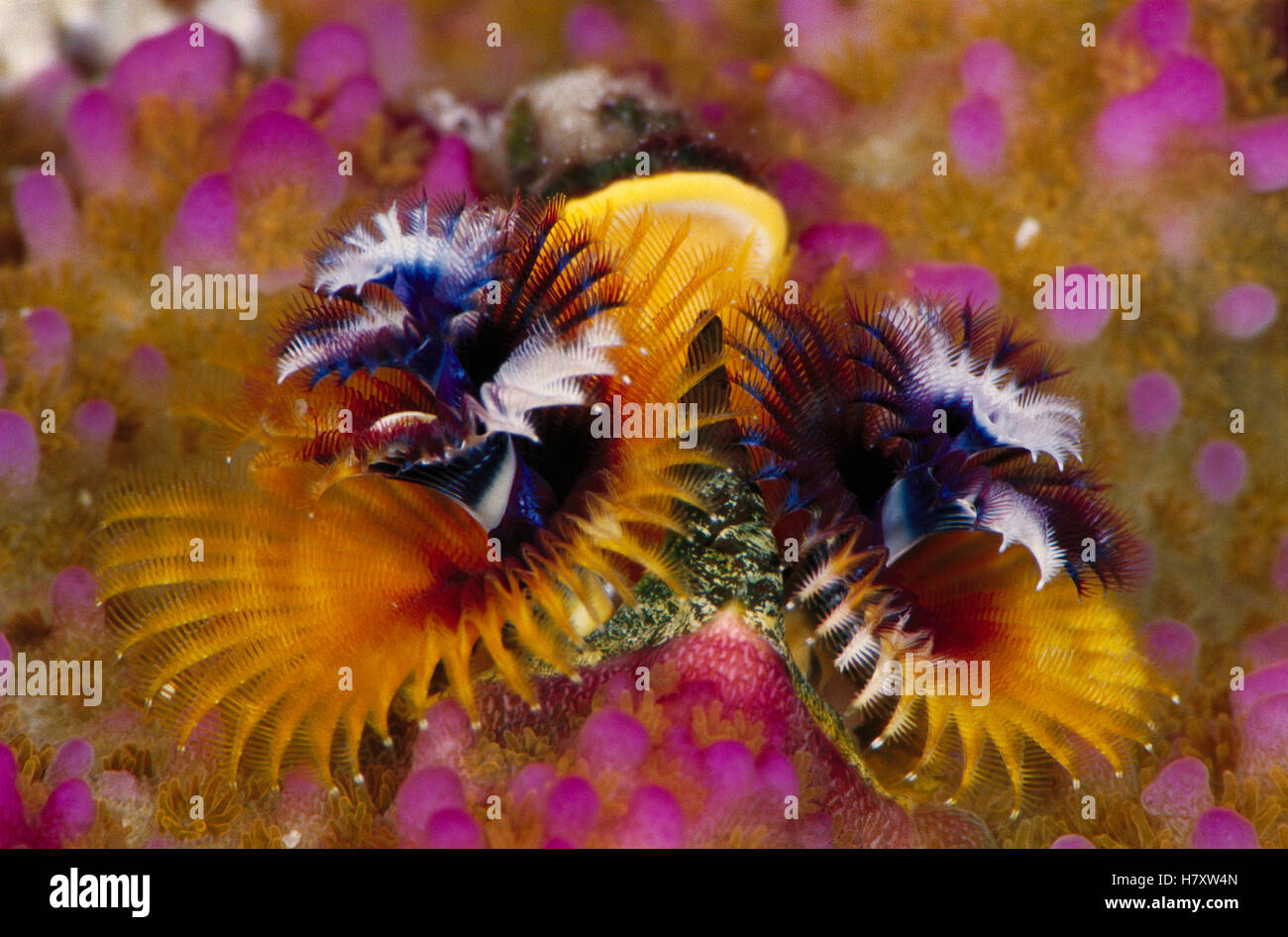 Christmas Tree Worm Spirobranchus Giganteus Pair Filter Feeding