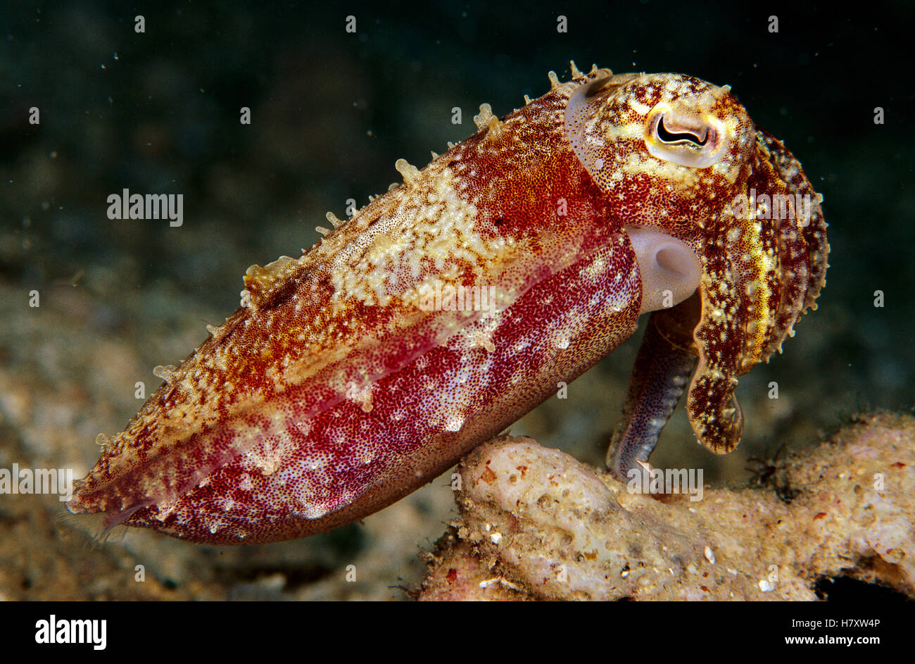 Cuttlefish (Sepia sp)with siphon visible, Papua New Guinea Stock Photo ...