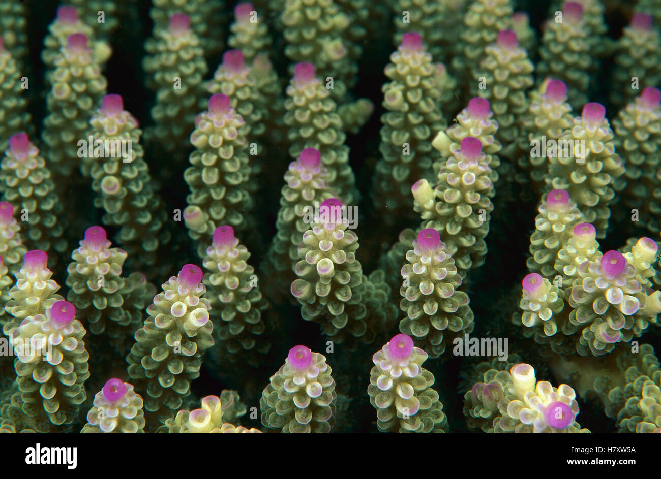 Stony Coral (Acropora sp) polyps, Solomon Islands Stock Photo - Alamy