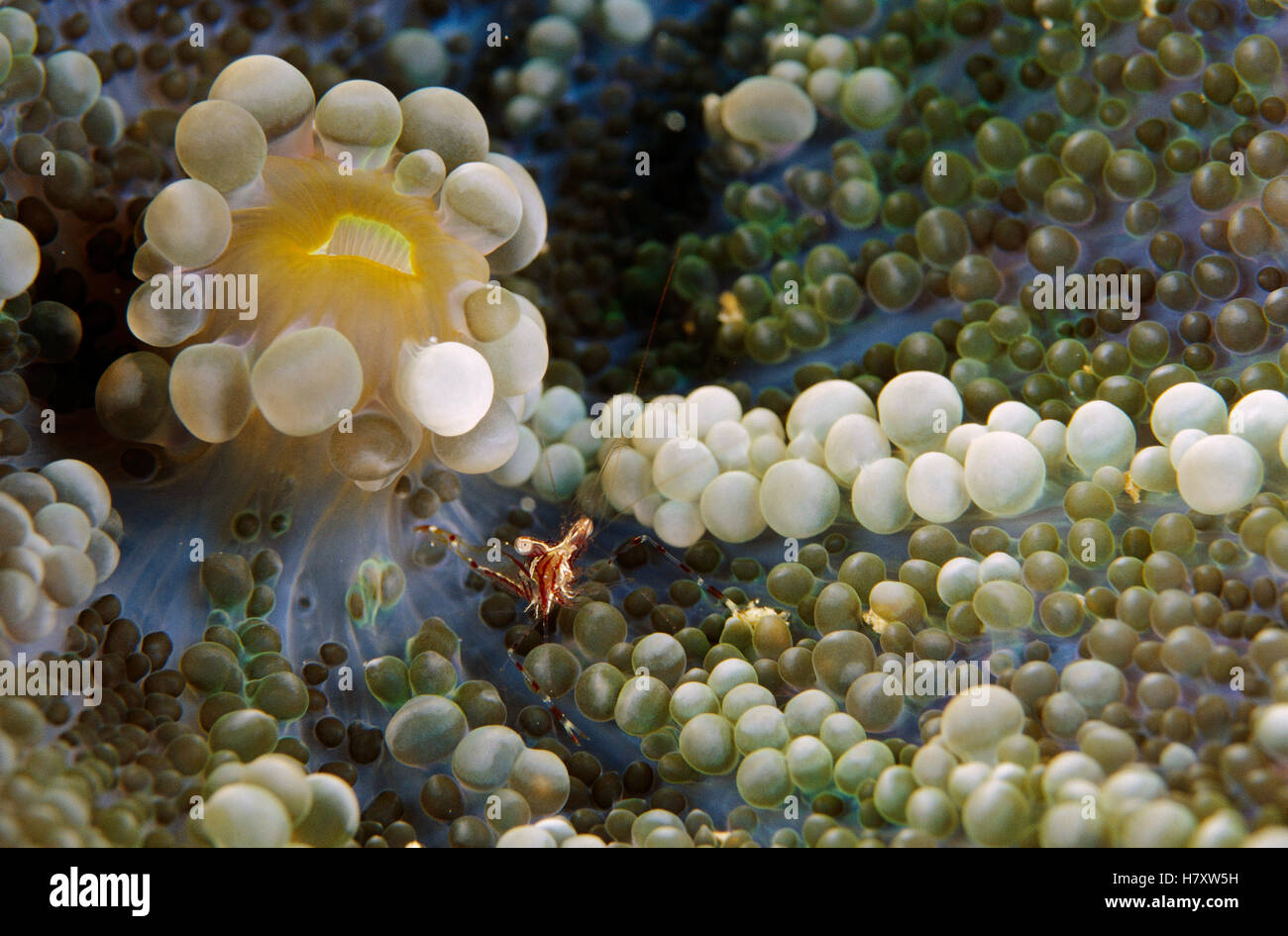 Corallimorpharian (Discosoma sp) with shrimp near mouth, Solomon ...