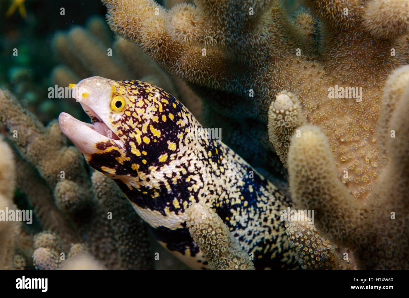 Snowflake Moray (Echidna nebulosa), Papua New Guinea Stock Photo - Alamy