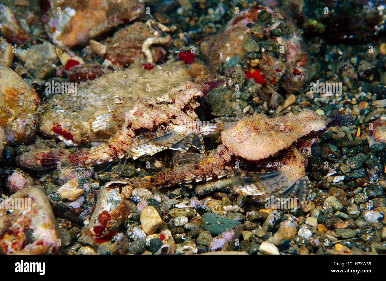 Short Dragonfish (Eurypegasus draconis) pair camouflaged on ocean ...