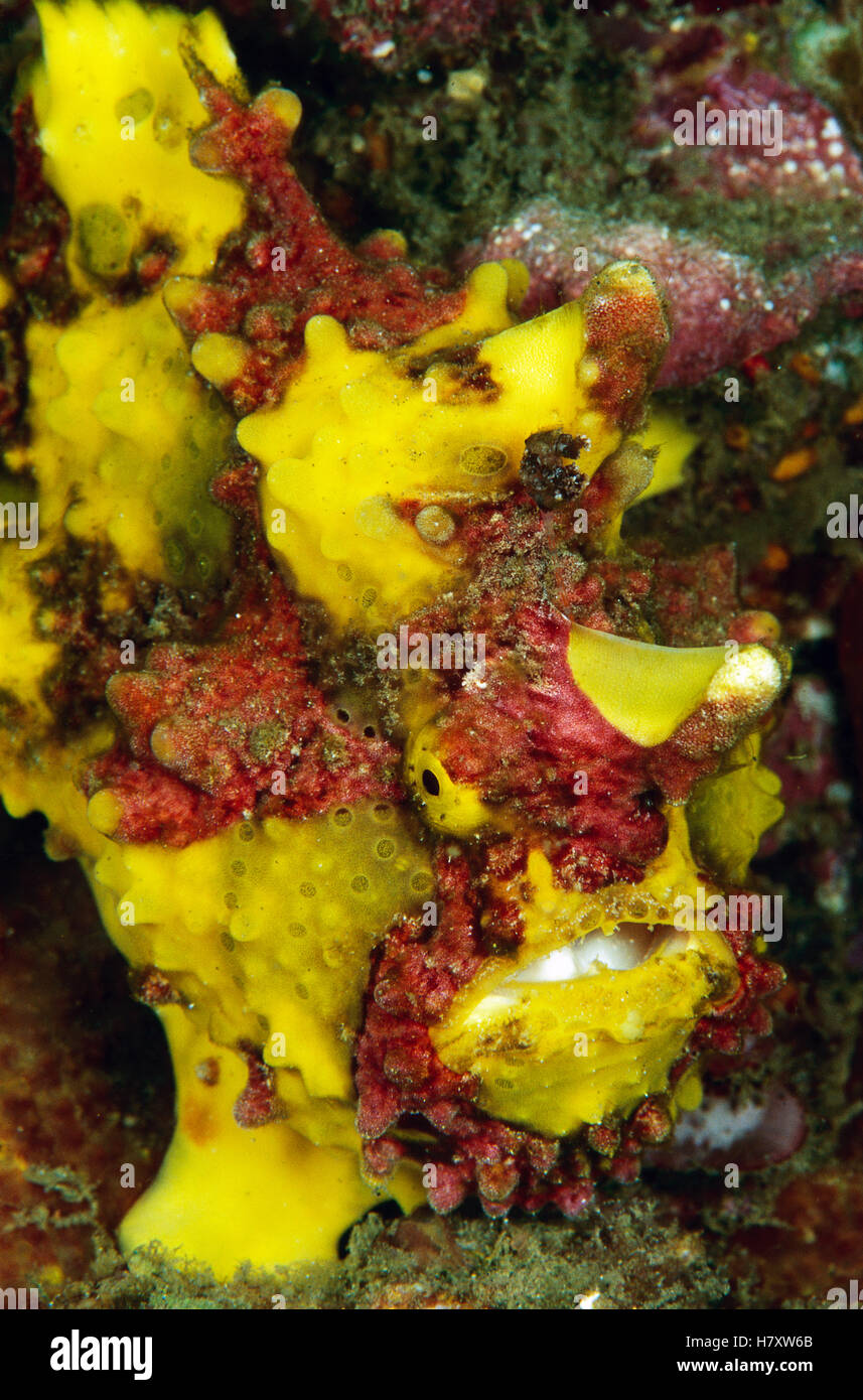Warty Frogfish (Antennarius maculatus), Indonesia Stock Photo - Alamy