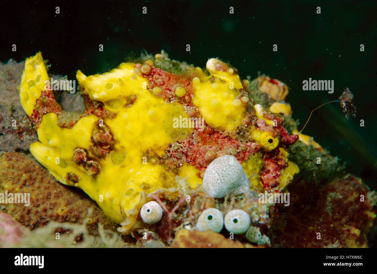Warty Frogfish (Antennarius maculatus) with lure extended, Indonesia ...