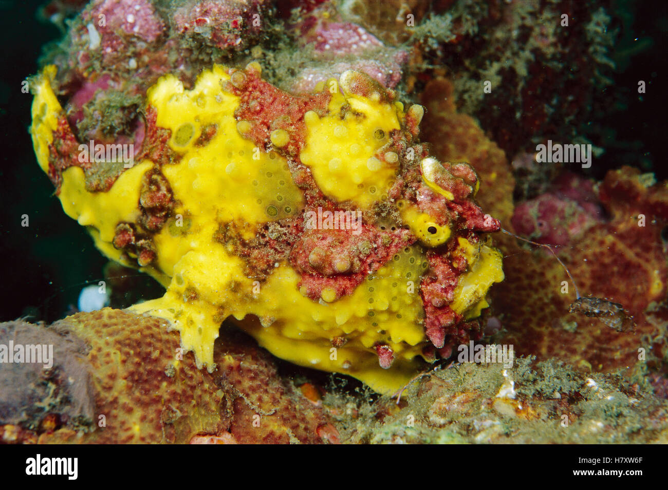 Warty Frogfish (Antennarius maculatus) with lure extended, Indonesia ...
