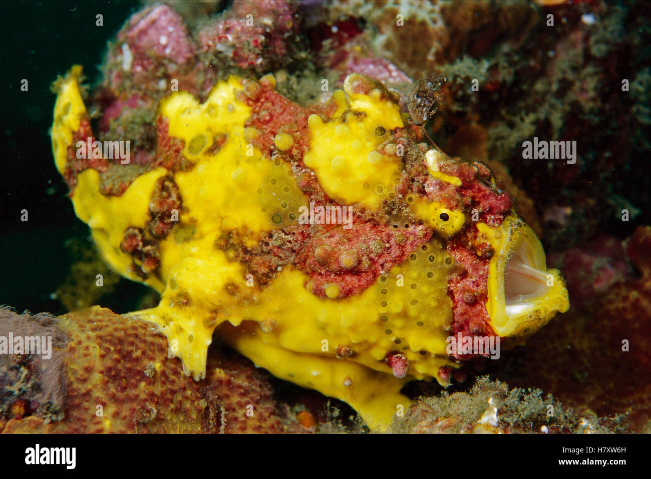Warty Frogfish (Antennarius maculatus) threat display, Indonesia Stock ...