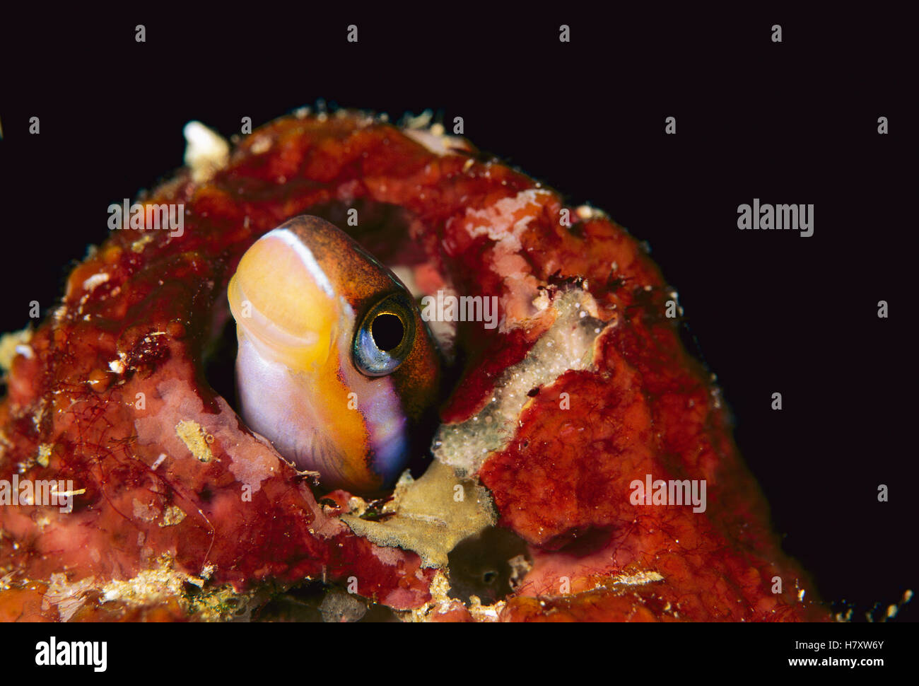 Blenny (Meiacanthus sp) in coral burrow, Solomon Islands Stock Photo ...