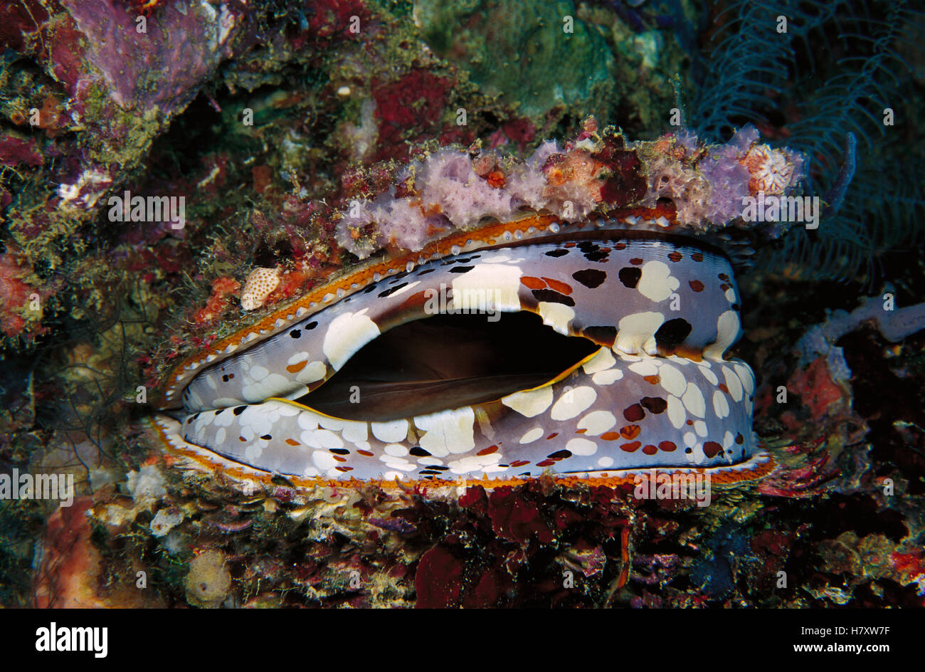 Oyster (Spondylus varians) with partially open mantle, Solomon Islands ...