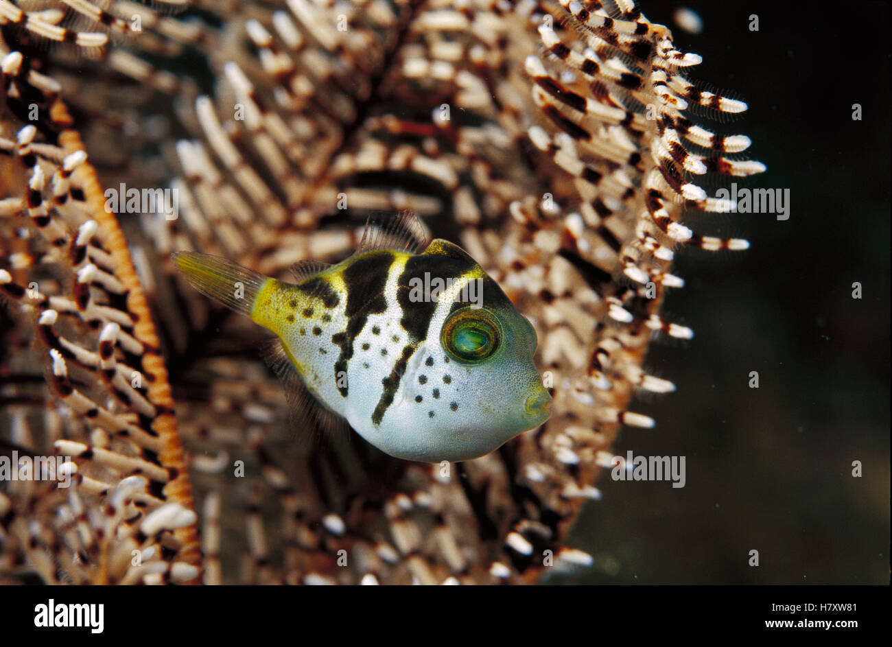 Puffer Fish (Canthigaster sp) juvenile, Papua New Guinea Stock Photo ...