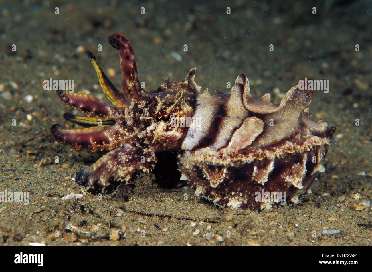 Flamboyant Cuttlefish (Metasepia pfefferi), Indonesia Stock Photo - Alamy
