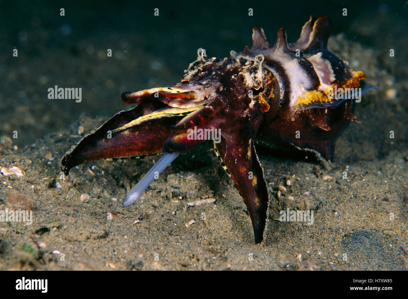Flamboyant Cuttlefish (Metasepia pfefferi) fishing with its feeding ...