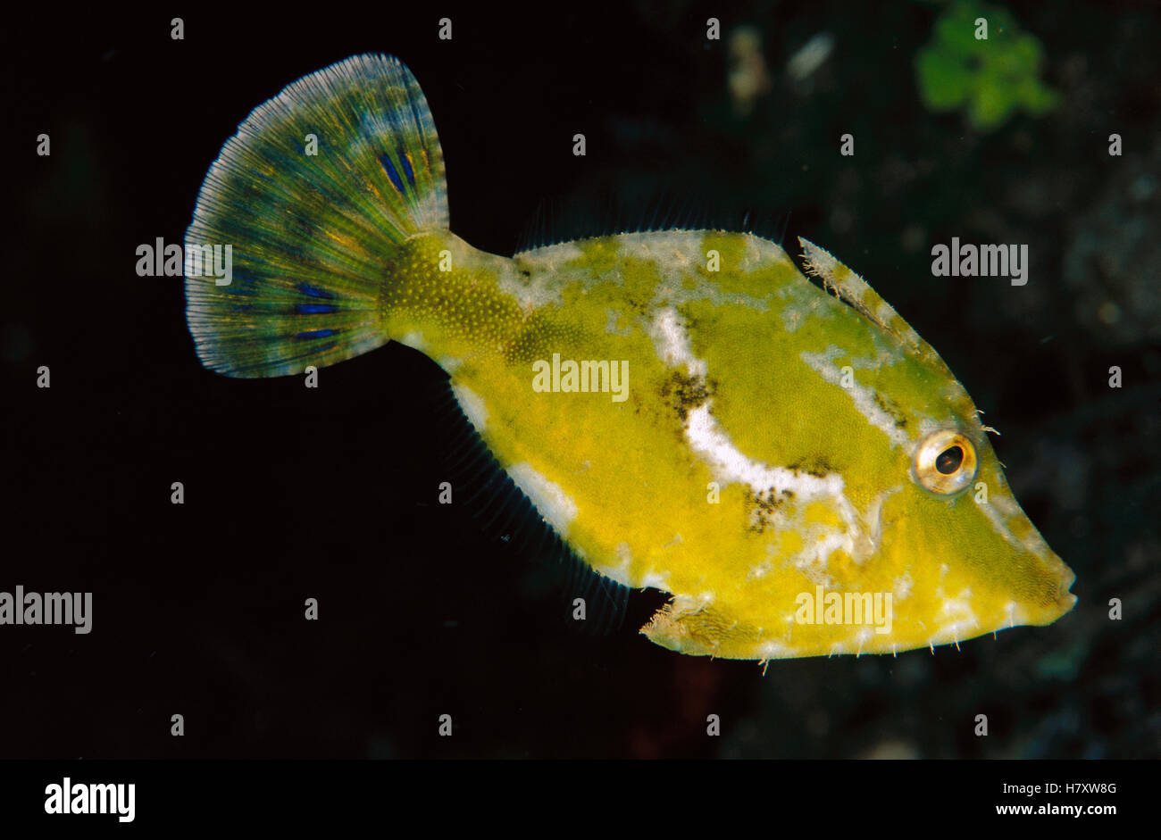 Strap-weed Filefish (Pseudomonacanthus macrurus), Papua New Guinea ...