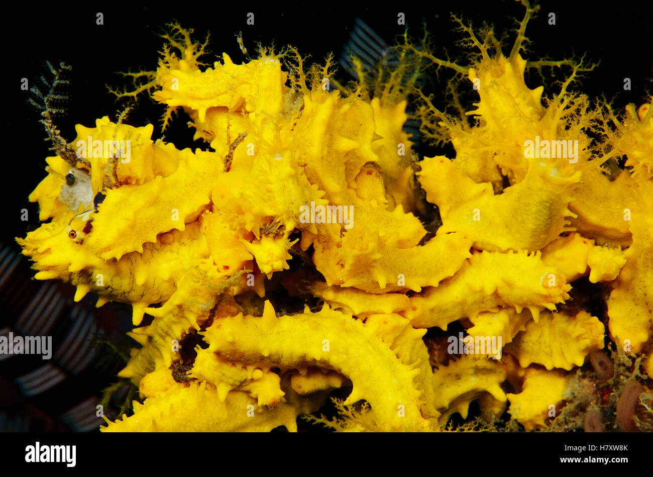 Yellow Sea Cucumber (Colochirus robustus) colony, Indonesia Stock Photo ...