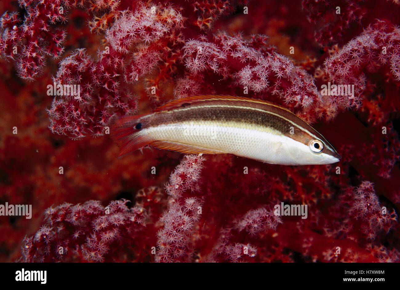 Wrasse (Labridae) with Soft Coral (Dendronephthya sp), Papua New Guinea ...